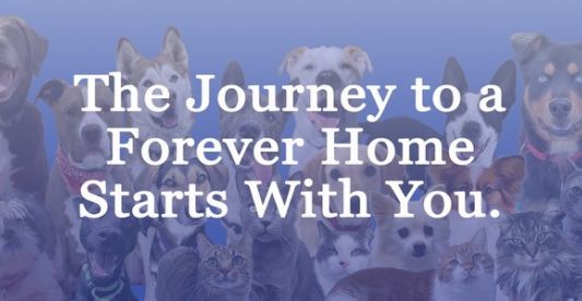 SAVE, A Friend to Homeless Animals | DonateStock
