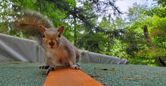 Acorn Acres Wildlife Rehabilitation | DonateStock